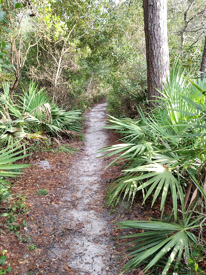 A sandy trail flanked by saw palmettos offers a journey through Florida's natural history with every step.