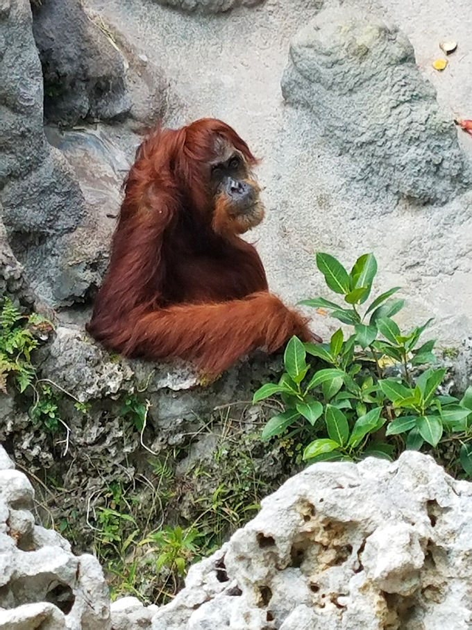 An orangutan contemplates life from its rocky perch, its soulful eyes and russet fur glowing in a patch of filtered sunlight.