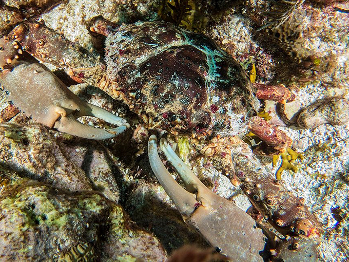 This Caribbean king crab looks like he's contemplating the meaning of life or possibly plotting world domination from his coral throne.