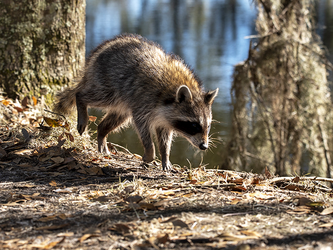 "Did someone say picnic?" This raccoon entrepreneur is ready to negotiate for your sandwich with those surprisingly dexterous little hands.