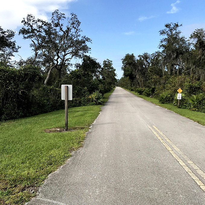A winding road cuts through pristine habitat, inviting exploration while reminding us that the journey is just as important as the destination.