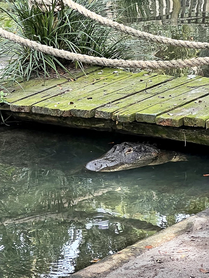 This weathered wooden bridge offers more than just passage &ndash; it's a front-row seat to observe alligators lurking just below the surface.