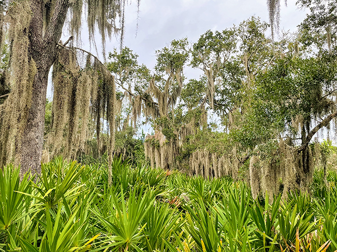 Spanish moss drapes from ancient oaks like nature's decorative bunting, creating an atmosphere straight from a Southern gothic novel.