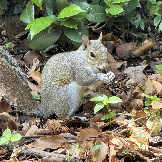 This squirrel pauses mid-snack, clearly wondering if you brought anything better than what nature's already provided.