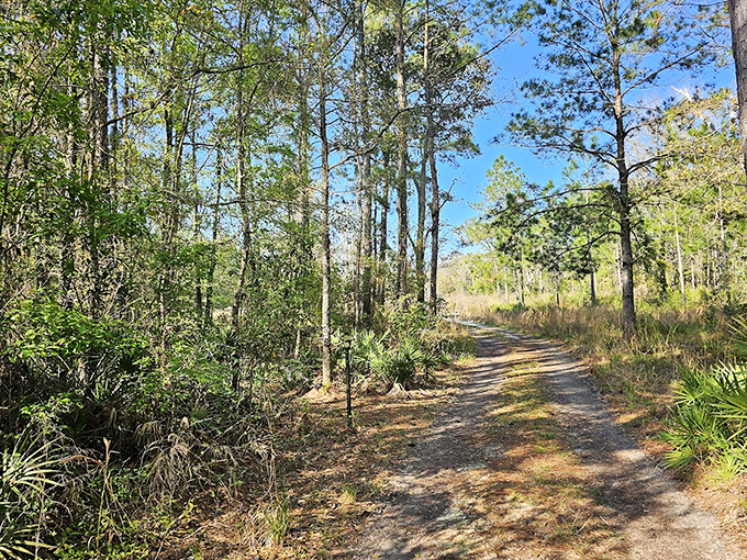 Sunlight dapples this inviting trail, where pine needles cushion your steps and birdsong provides the perfect hiking soundtrack.