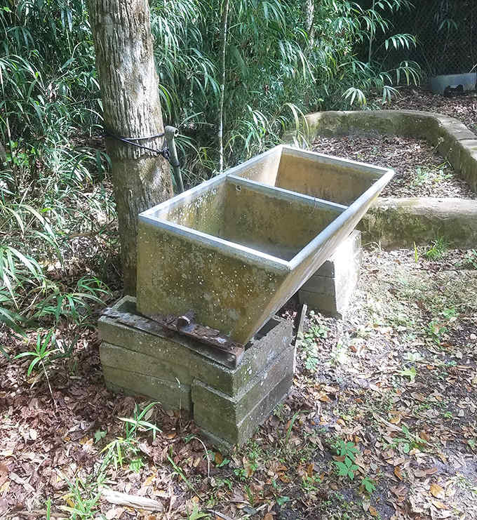 This unassuming concrete sink once played a crucial role in the complex process of transforming sugar cane into sweet profits.
