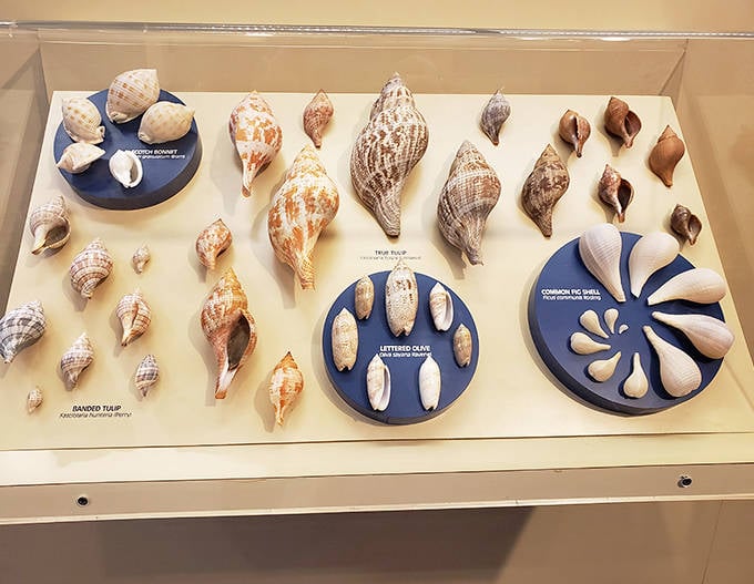 A mesmerizing display of mollusk shells arranged with scientific precision yet possessing an artistic quality that would make any collector swoon.
