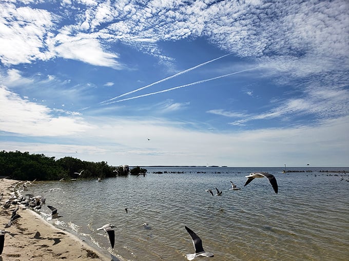 Seagulls dance above Fort Island Gulf Beach's shoreline, where the Gulf of Mexico meets the sky in a perfect Florida postcard scene.