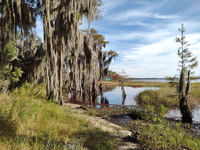 Marvel at the stunning moss-draped cypress trees reflecting off the calm waters of Crooked River Preserve.
