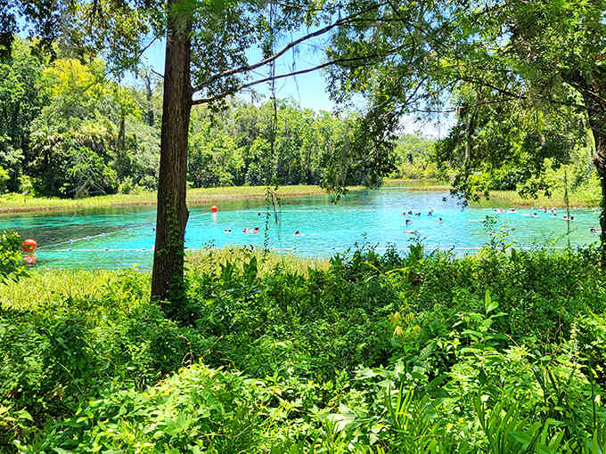 Swimmers enjoy the refreshing blue-green waters of Rainbow Springs, where you can see straight to the sandy bottom.