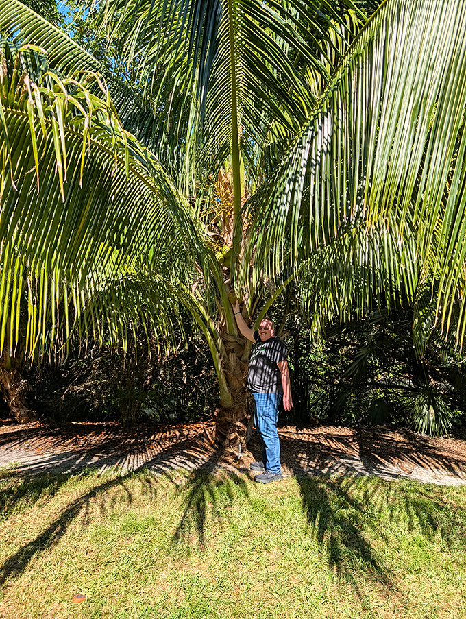A visitor gains perspective standing beside a towering palm, its fronds creating dramatic shadows across the sunlit lawn.