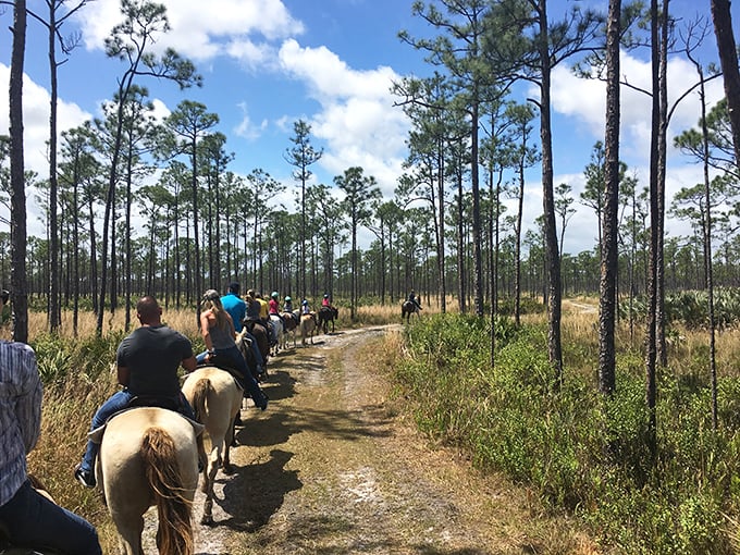 Horseback riders follow trails through pine flatwoods, experiencing the landscape as early settlers might have &ndash; minus the mosquito-swatting and fear of panthers.
