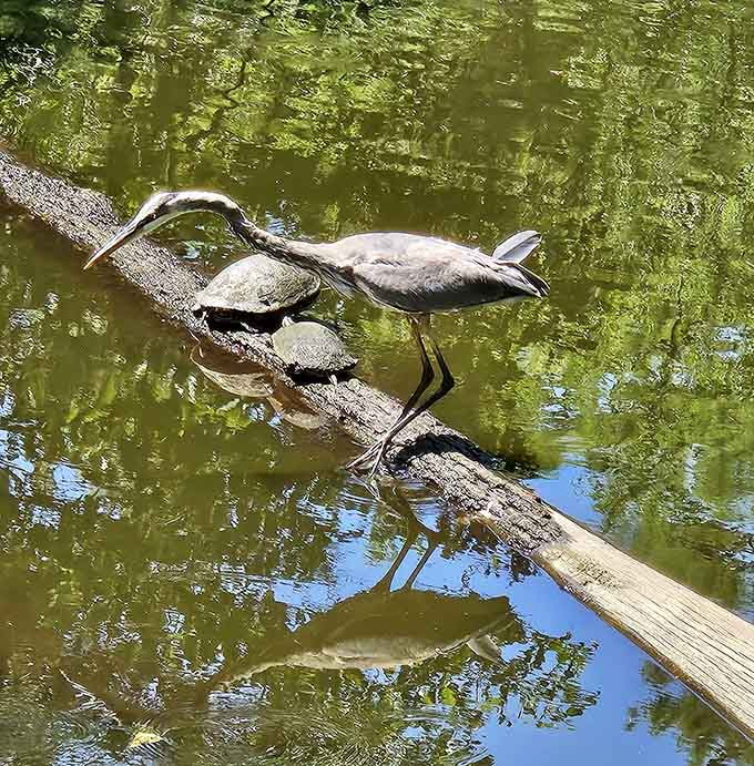 Turtles and herons share the water like old friends at a neighborhood pool, each doing their own thing in perfect harmony.