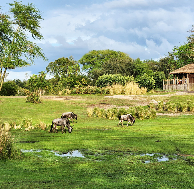 The graceful dance of wildebeests across open grasslands offers a glimpse into African savanna life, meticulously recreated in the Florida sunshine.