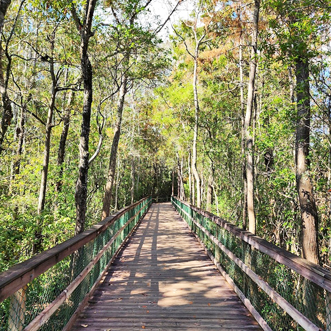 Sunlight and shadow play tag across this wooden thoroughfare, creating a dappled pathway through Florida's wild heart.