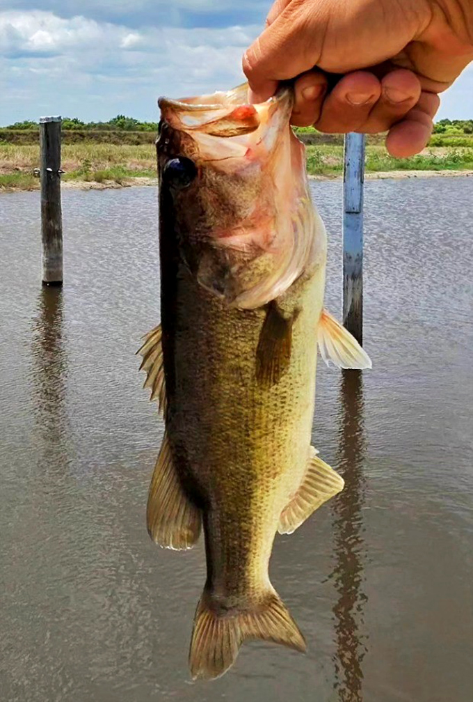 Trophy bass breaks the water's surface, a testament to Florida's reputation as an angler's paradise where patience meets reward.