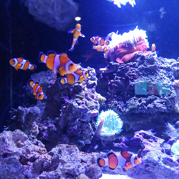 Finding Nemo's extended family reunion looks like a tropical cocktail spilled across nature's canvas &ndash; vibrant, chaotic, and utterly mesmerizing.