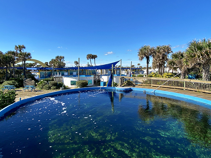 Marineland's crystal-clear pools mirror the Florida sky, creating a serene backdrop for some not-so-serene dolphin acrobatics.