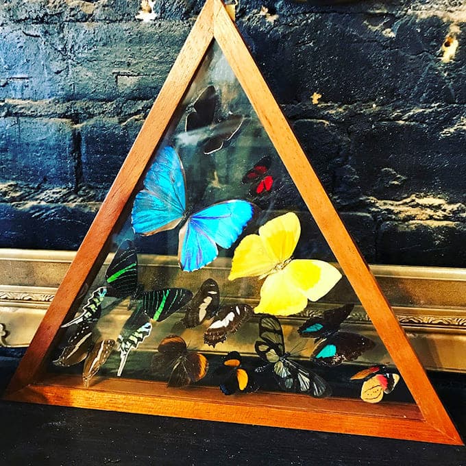 Butterfly collections proving that Mother Nature is the original artist and we're all just copying her homework.