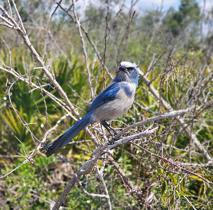Florida's scrub-jay strikes a pose that says, "Yes, I'm endangered, but I still look fabulous." Nature's own supermodel at work.