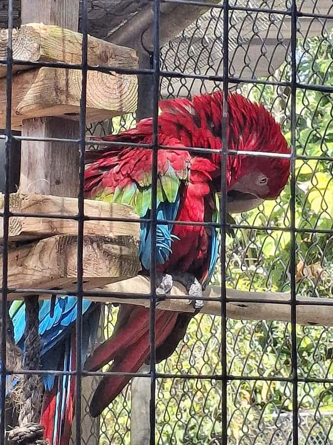 This macaw's plumage is so vibrant it makes Florida sunsets look understated, which is saying something in the Sunshine State.