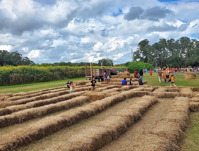 The hay maze: where adults pretend they're not completely lost while children navigate with suspicious ease.