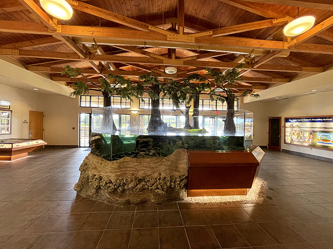 Where education meets imagination. The Nature Center's exhibits bring wetland ecosystems to life, proving learning doesn't have to be dry even when the subject is wet.