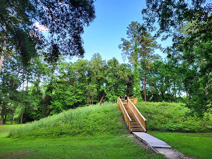 Summer sunshine filters through the canopy, creating that perfect dappled light that makes everything look like a nature documentary.