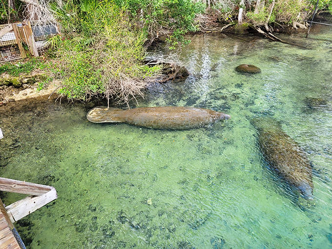 Manatees glide through crystal waters with surprising grace, like underwater ballerinas performing a slow-motion symphony of movement.
