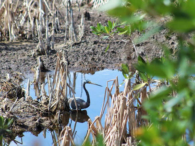 Herons in the marsh move with the kind of patience that makes you wonder if they've discovered the secret to inner peace or just really love fish.