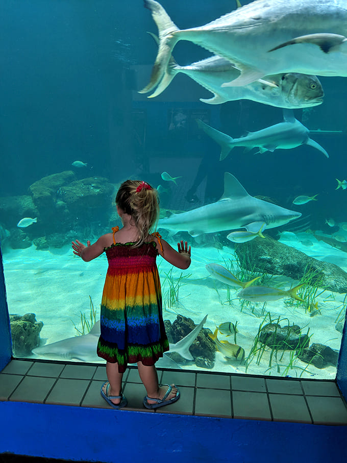 Young visitors press against the glass, mesmerized by sharks gliding past like they own the place, which they do.
