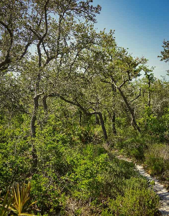 The understory vegetation creates layers of green that would make any landscape designer weep with envy.