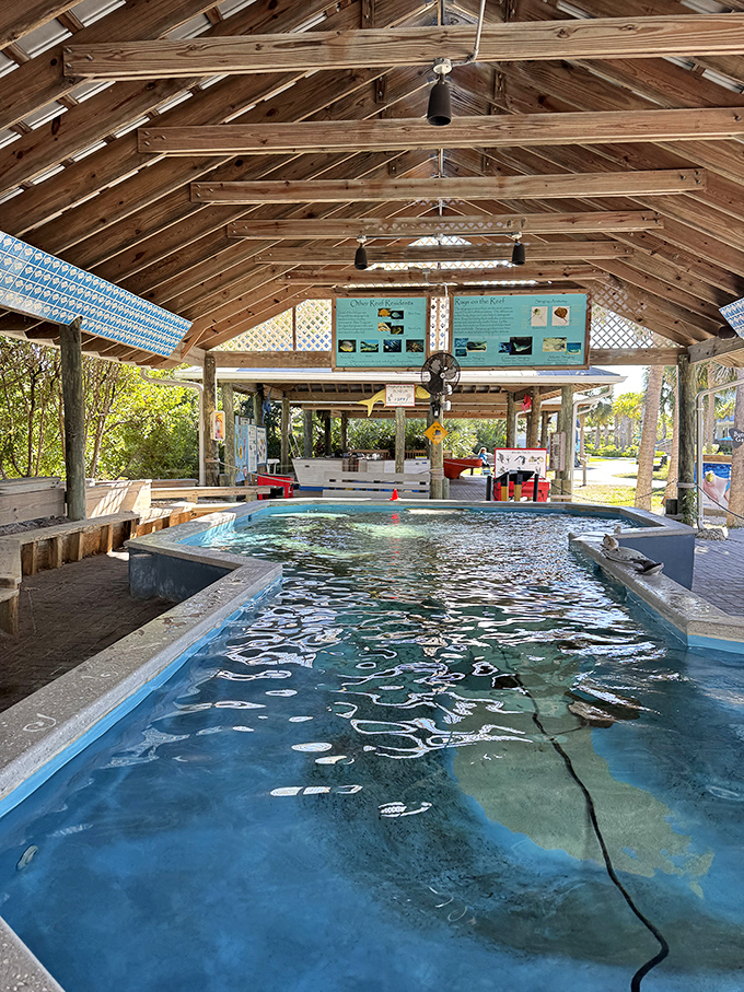 The ray touch tank pavilion invites hands-on learning, where visitors discover these graceful creatures have the velvety texture of underwater magic.