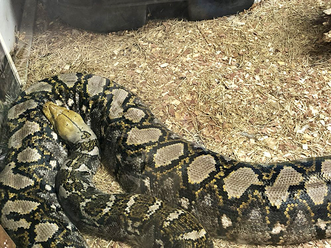 The reticulated python coils impressively in its enclosure, demonstrating why these non-native giants have become a controversial presence in the Everglades ecosystem.