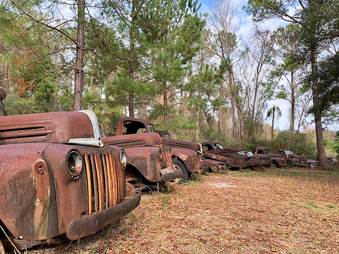 Morning light filters through pine branches, casting dappled shadows across these sleeping giants of America's highways.
