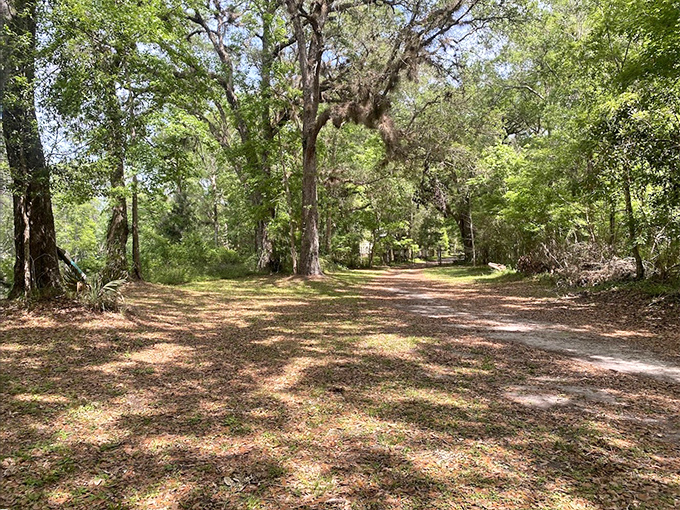 Sunlight filters through the ancient canopy, creating nature's own light show along this shaded trail through old Florida.