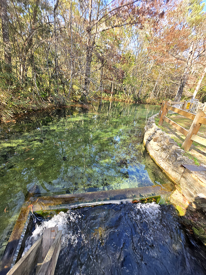 A hidden spring pool reflects the surrounding forest, so clear you can count pebbles on the bottom from the wooden platform.
