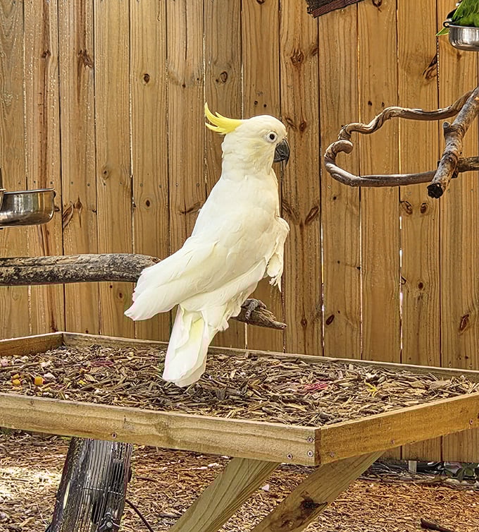 This sulfur-crested cockatoo isn't just posing &ndash; it's auditioning for its own bird influencer account with that perfect head tilt.