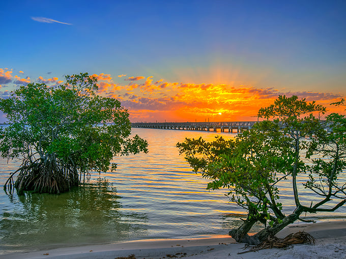 Mother Nature's nightly masterpiece paints the lagoon in fiery oranges and golds, framed perfectly by the silhouettes of mangrove trees.