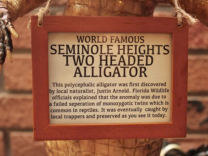 Read it and believe? The plaque explains this "polycephalic alligator" resulted from "failed separation of monozygotic twins" &ndash; science or storytelling?