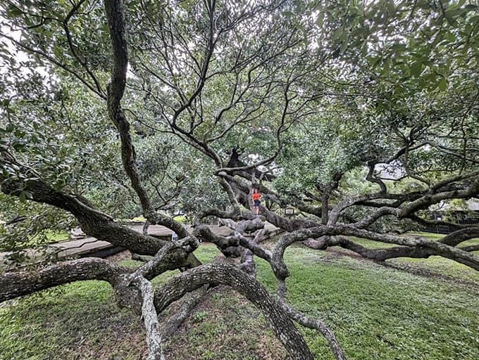 Standing on these limbs is like being in a tree house designed by Mother Nature herself.