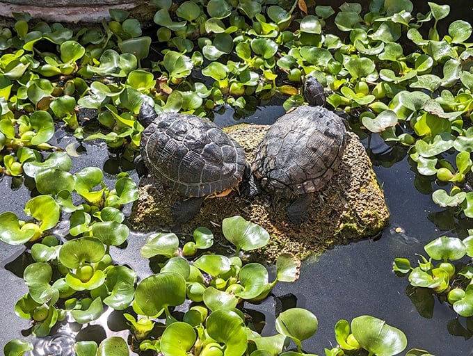 Two turtles hold an important meeting on their sun-warmed rock, completely unbothered by human visitors to their watery domain.