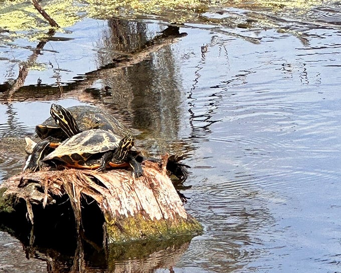 Turtles stacking themselves like living Jenga pieces &ndash; nature's reminder that sometimes the best life strategy is simply finding a warm spot to chill.
