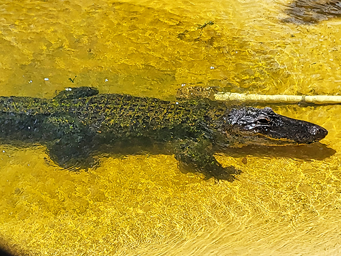 Meet one of Florida's original residents &ndash; this alligator's ancestors were here long before humans dreamed up theme parks and condominiums.