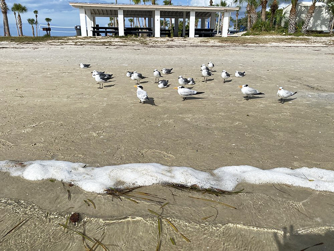 Nature's welcoming committee: Local shorebirds hold their daily meeting as gentle waves provide the soundtrack.
