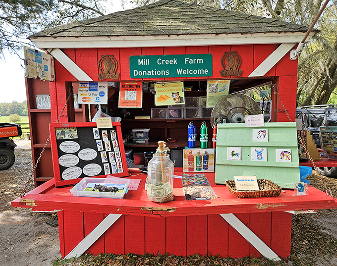 The farm's charming donation station invites visitors to support this equine sanctuary, ensuring these retirees continue living their best lives.