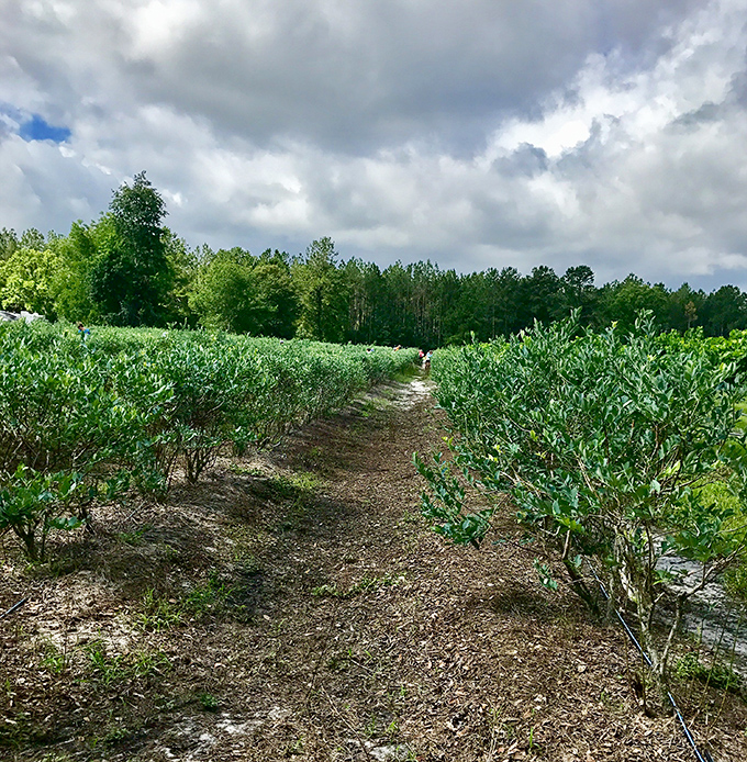 Neat rows of blueberry bushes create natural pathways through the estate, where visitors can connect with the source of their favorite wines.
