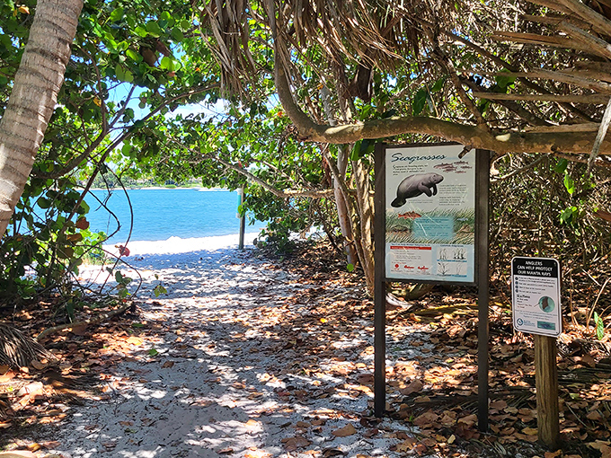 Educational signs offer glimpses into the secret lives of manatees, turning a beach path into an outdoor classroom.