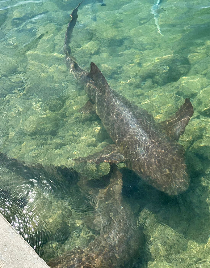 A nurse shark glides through transparent shallows, reminding visitors that Pigeon Key's wonders extend well below the waterline into protected marine sanctuaries.