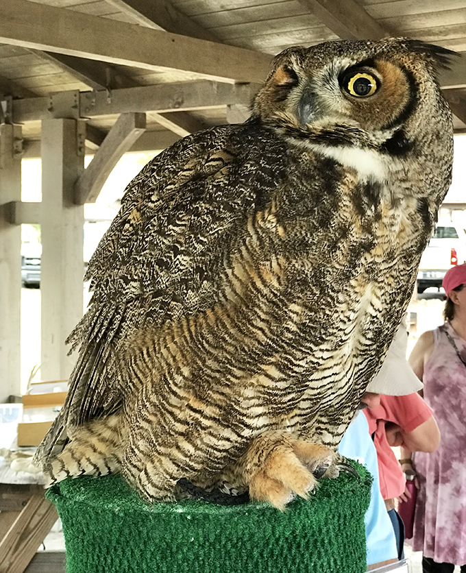 This wide-eyed resident seems just as curious about the visitors as they are about it &ndash; nature's way of conducting its own human research.